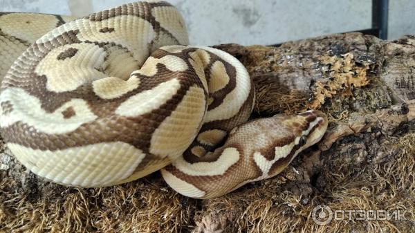 Отзыв о Субстрат для инкубации яиц рептилий Lucky Reptile HatchRite ...