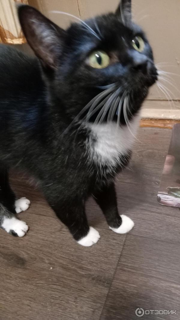 Отзыв о Порода кошек Домашняя | Сделаем мир добрее вместе...